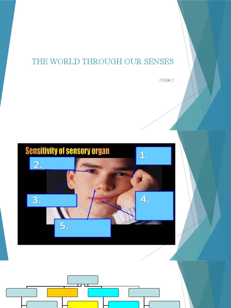 SCIENCE F3 (Chapter 1) | PDF | Hearing | Senses