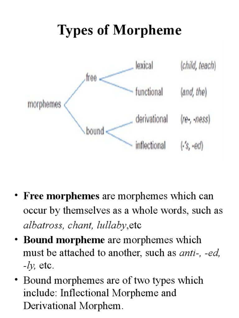 Types of Morpheme | PDF | Part Of Speech | Word