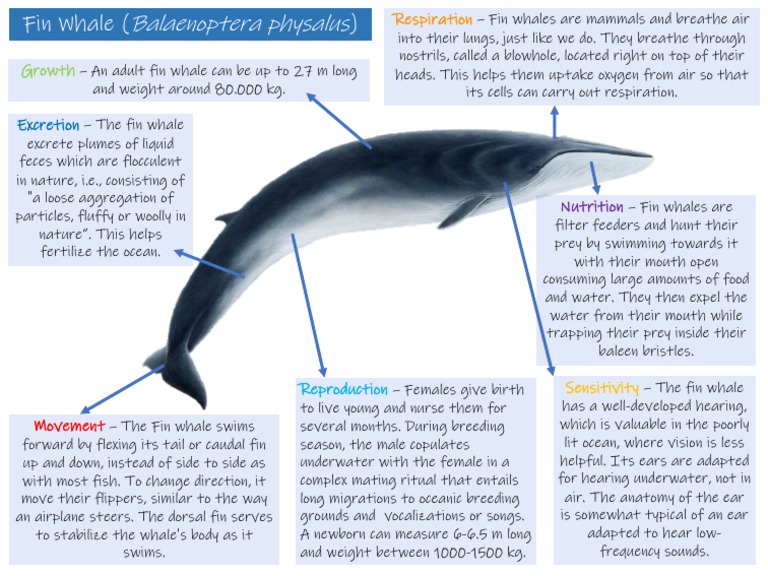 Fin Whale Seven Life Processes | PDF | Whales | Cetaceans