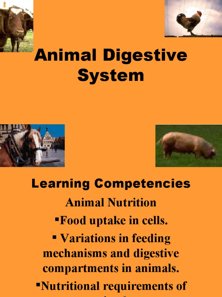Overview of Animal Digestive Systems | PDF | Human Digestive System ...