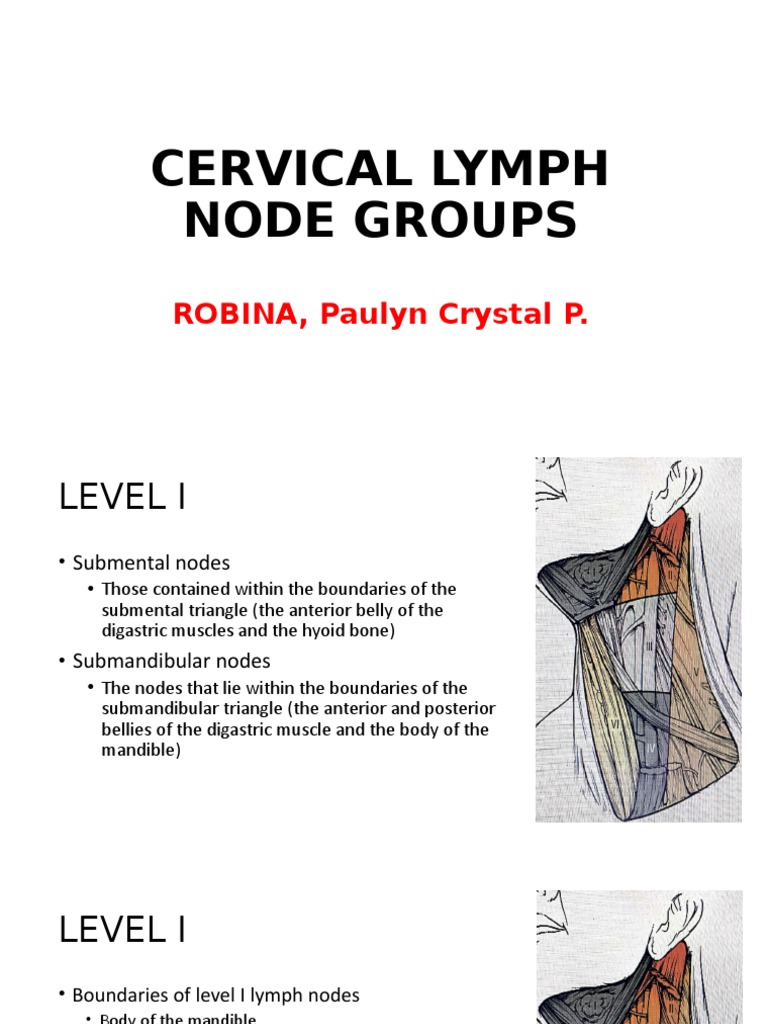Cervical Lymph Nodes Levels