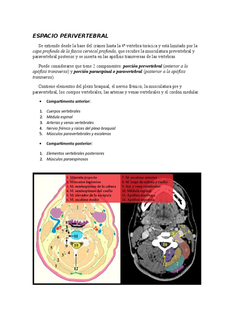 Espacio Perivertebral | PDF