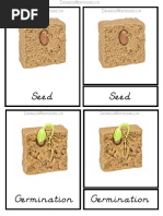 Tree Nomenclature Cards | PDF