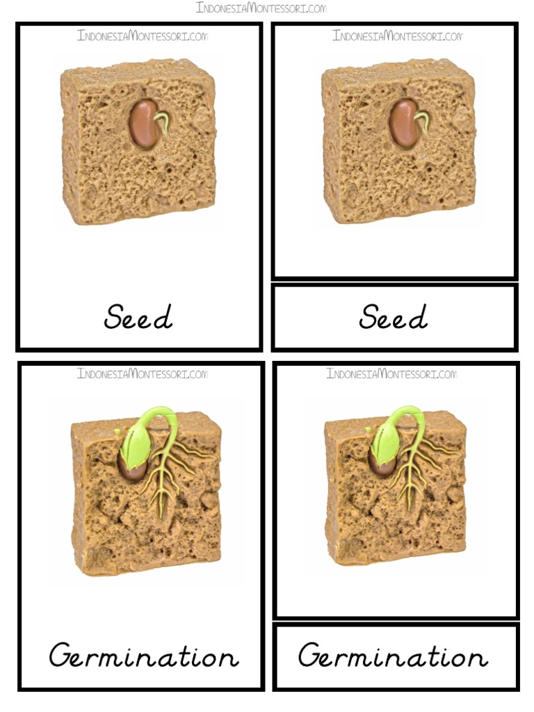 Green Bean Plant Life Cycle Montessori Nomenclature Cards Free ...
