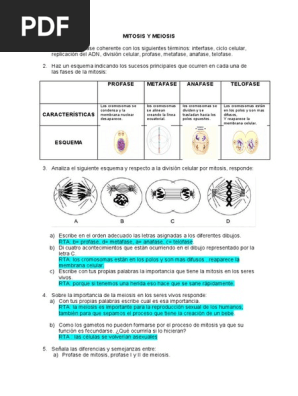Hoja De Trabajo Sobre Mitosis Y Meiosis