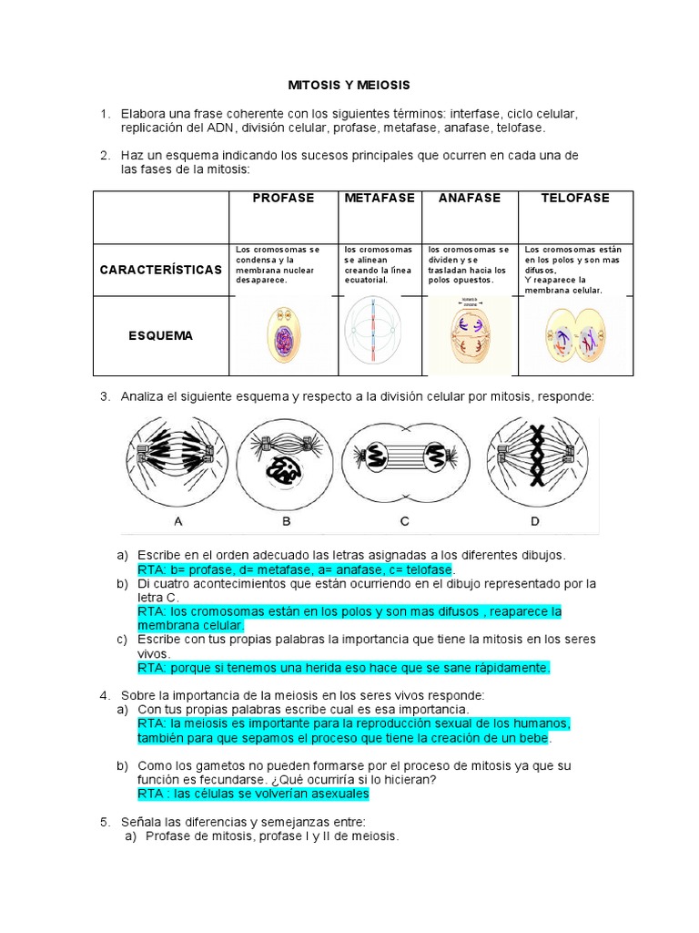 MITOSIS y MEIOSIS Taller.doc | Mitosis | Mitosis