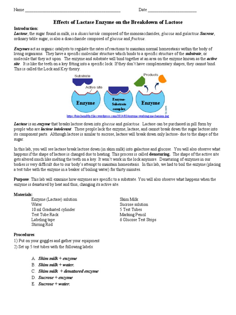 Lactase Enzyme Lab Student 2015 | PDF | Enzyme | Glucose