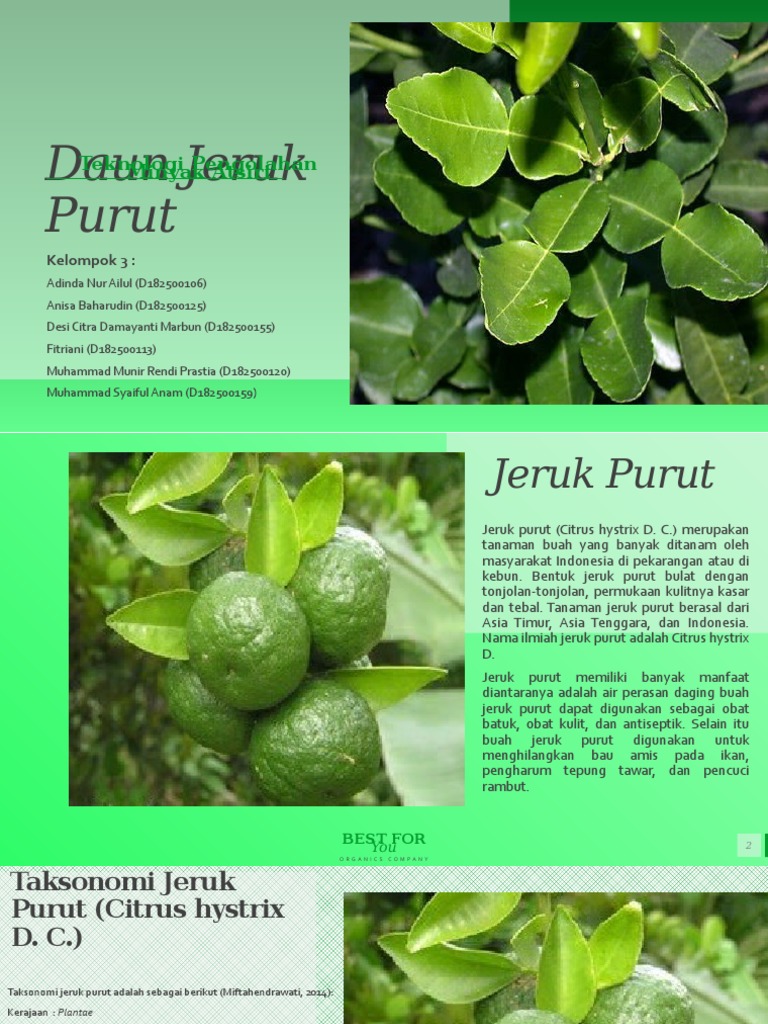 Daun Jeruk Purut | PDF