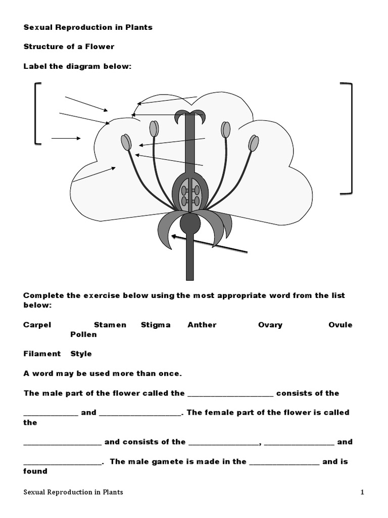 Sexual Reproduction in Flowering Plants Worksheet | PDF | Flowers ...