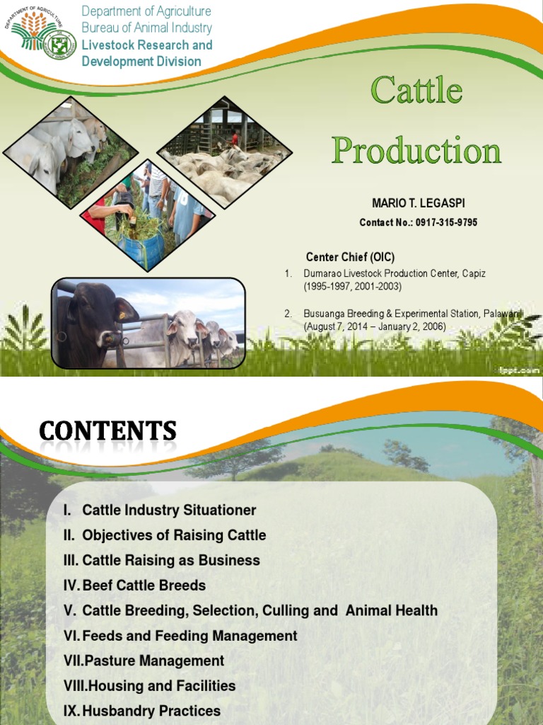 Cattle Production and Management | PDF | Dairy Cattle | Cattle