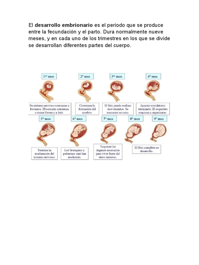 Etapa Embrionaria | PDF