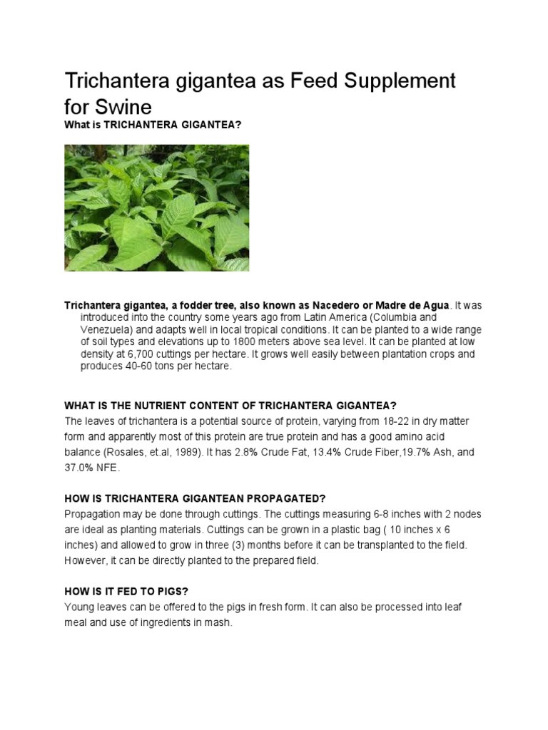 The Leaves of Trichantera Is A Potential Source of Protein | PDF ...