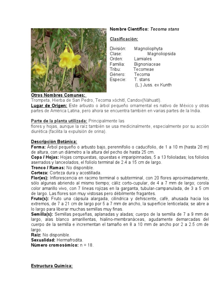 Tecoma Stans Arreglado | PDF | Insulina | Arboles