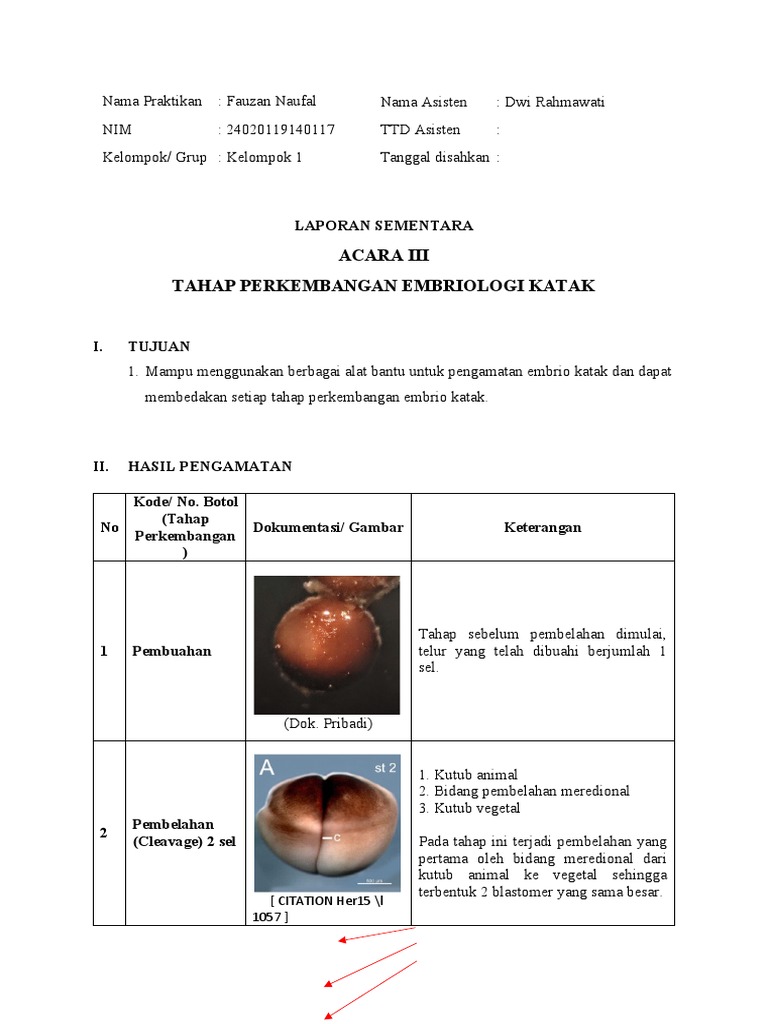 Tahap Pembelahan Embrio Katak | PDF