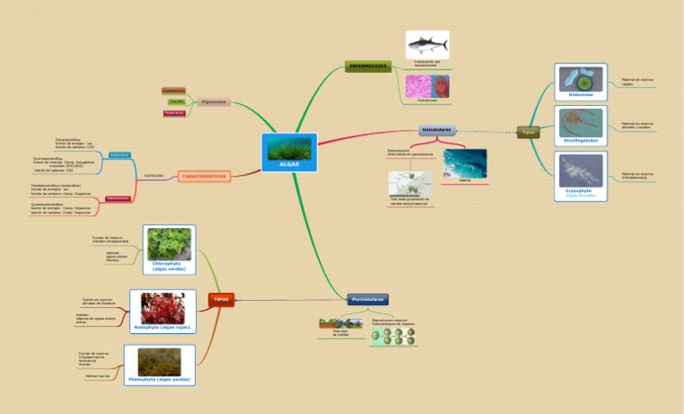 Mapa Mental de Algas | PDF | Algas | Eucariotas