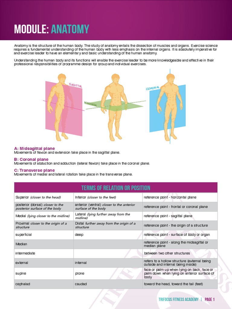 Anatomy1 PDF | PDF | Anatomical Terms Of Motion | Skeletal Muscle