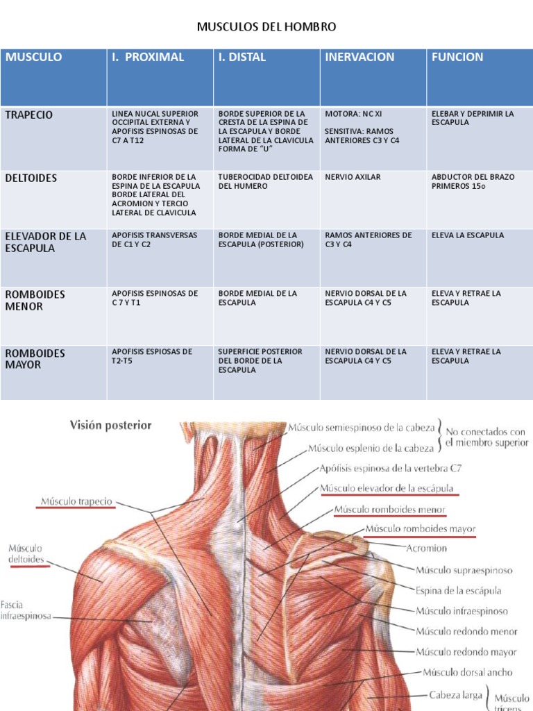 Musculos Miembro Superior | PDF | Mano | Términos anatómicos de ubicación