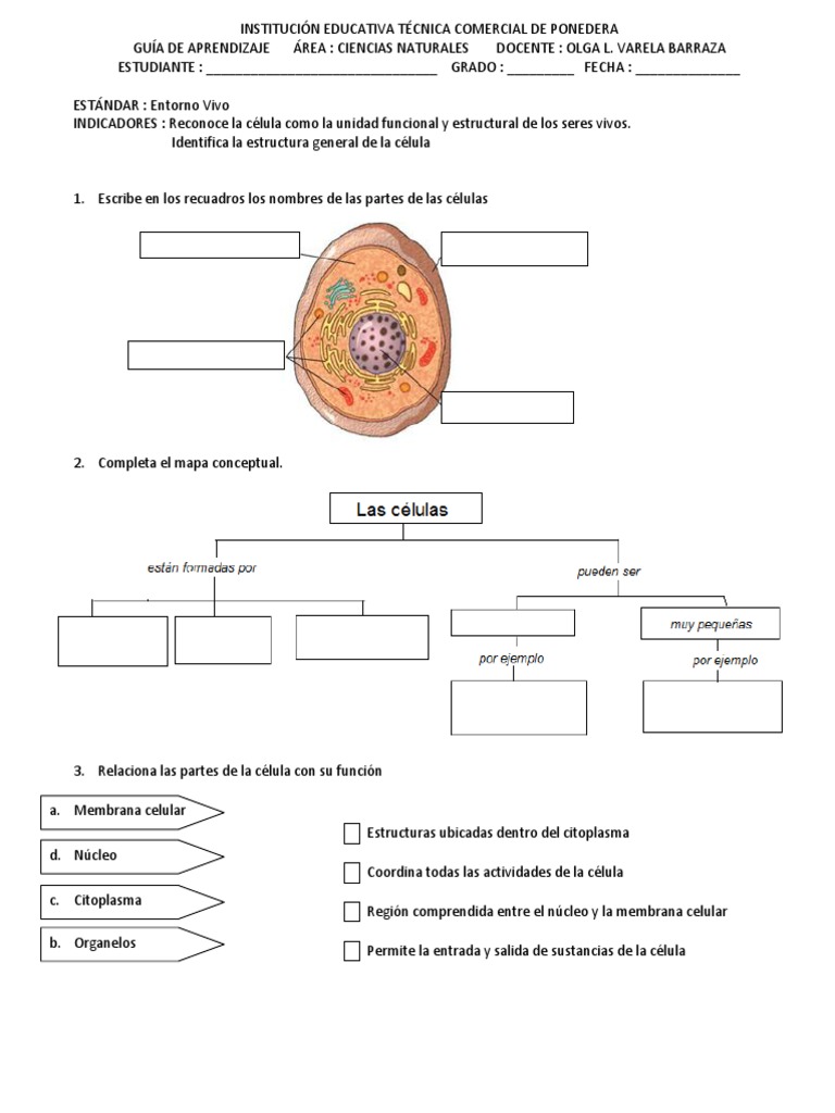 Hoja De Trabajo Sobre Las Células Y Sus Organelos