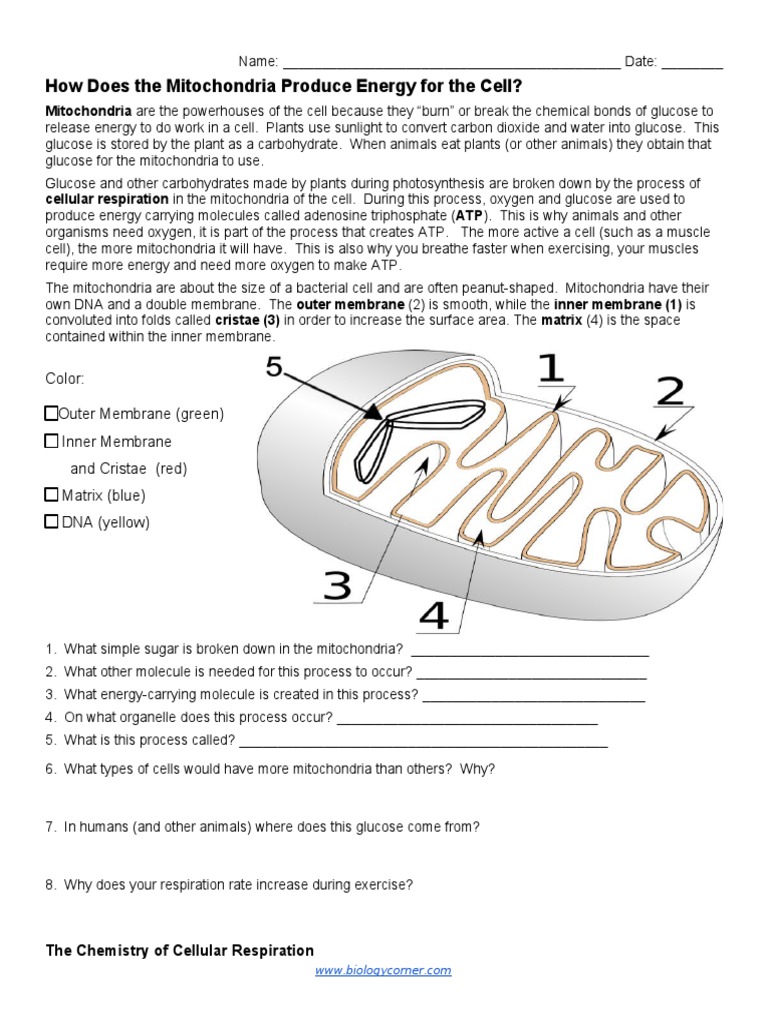 Mitochondria Energy Production Worksheet | PDF | Cellular Respiration ...