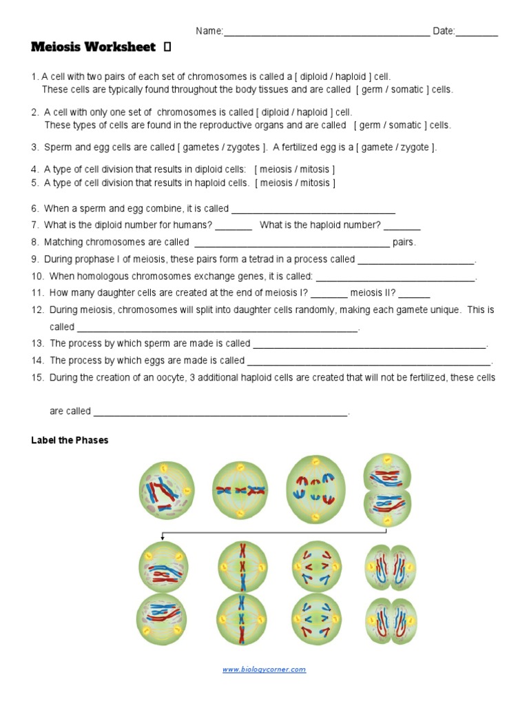 Meiosis Worksheet : Label The Phases | PDF