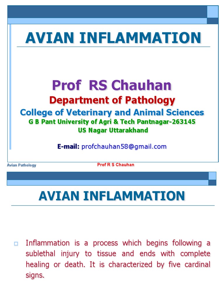 01 Avian Inflam PDF | PDF | Inflammation | Birds