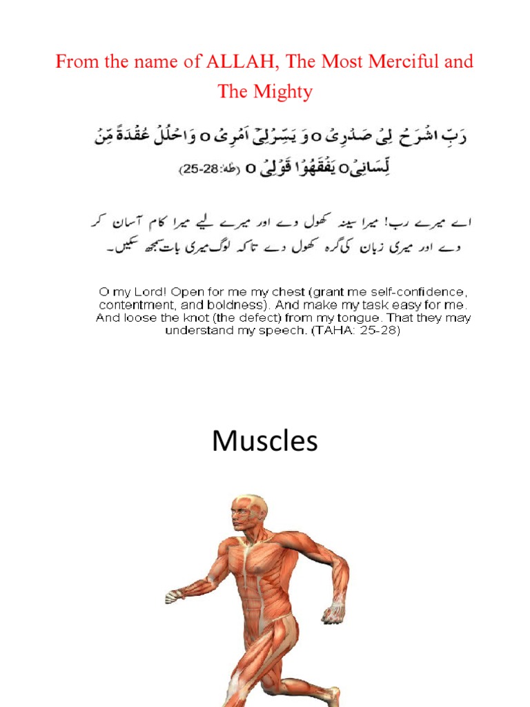 Anatomy of The Muscles | PDF | Myocyte | Skeletal Muscle