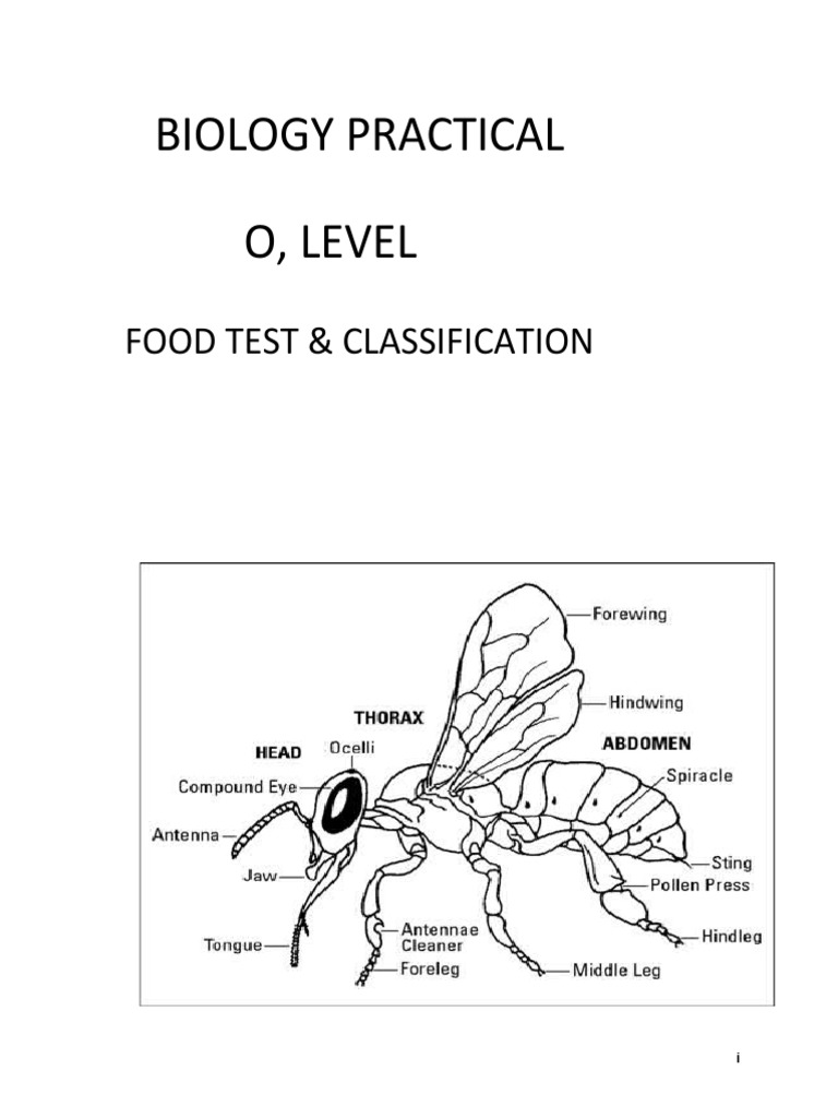 Biology Practical Olevel | PDF | Moss | Plants