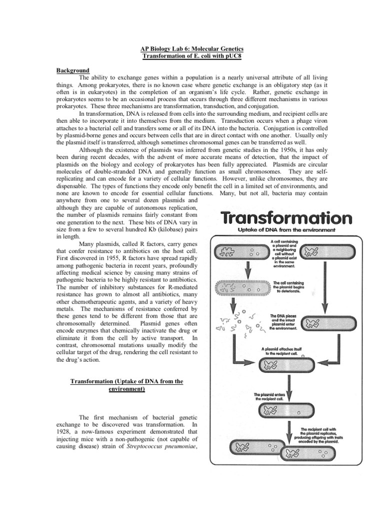AP Biology Lab 6 Transformation | PDF | Transformation (Genetics) | Plasmid