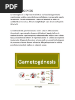 Esquema Proceso Gametogénesis Detallado | PDF | Mitosis | Sistema reproductivo