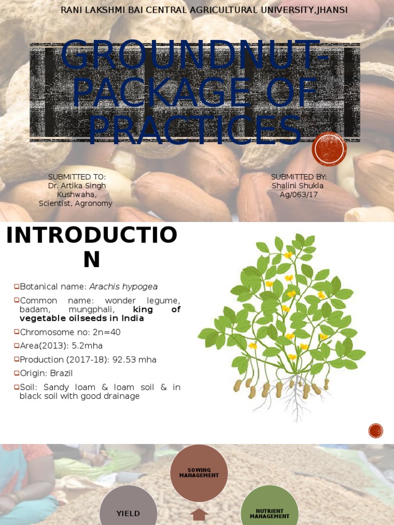 Groundnut@Shalini | PDF