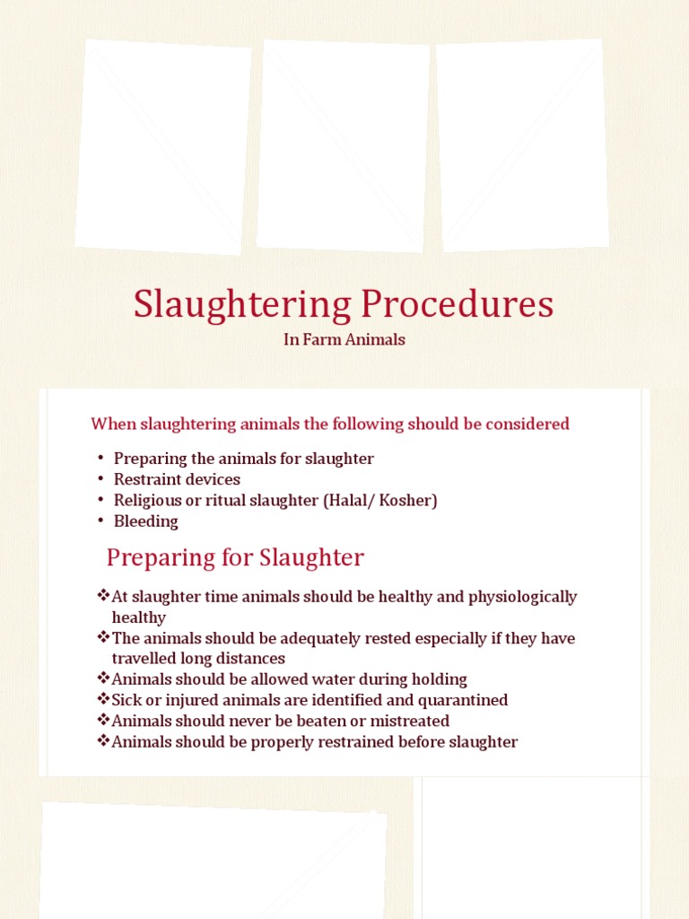 Slaughtering Procedures | PDF | Offal | Animal Slaughter