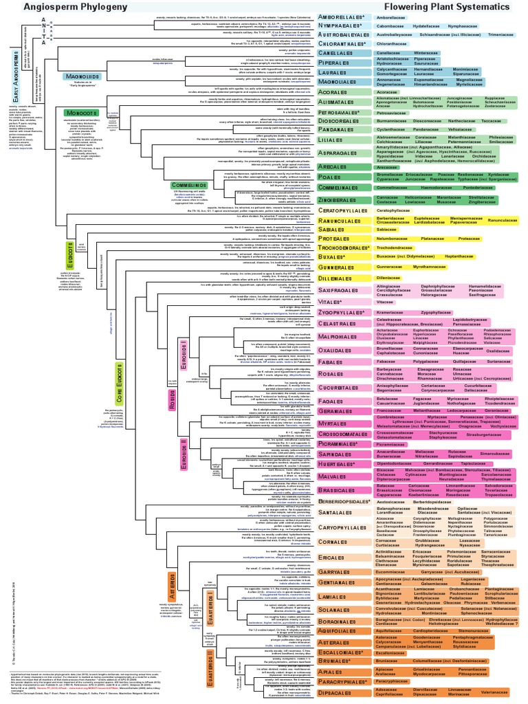 APG III Poster PDF | PDF
