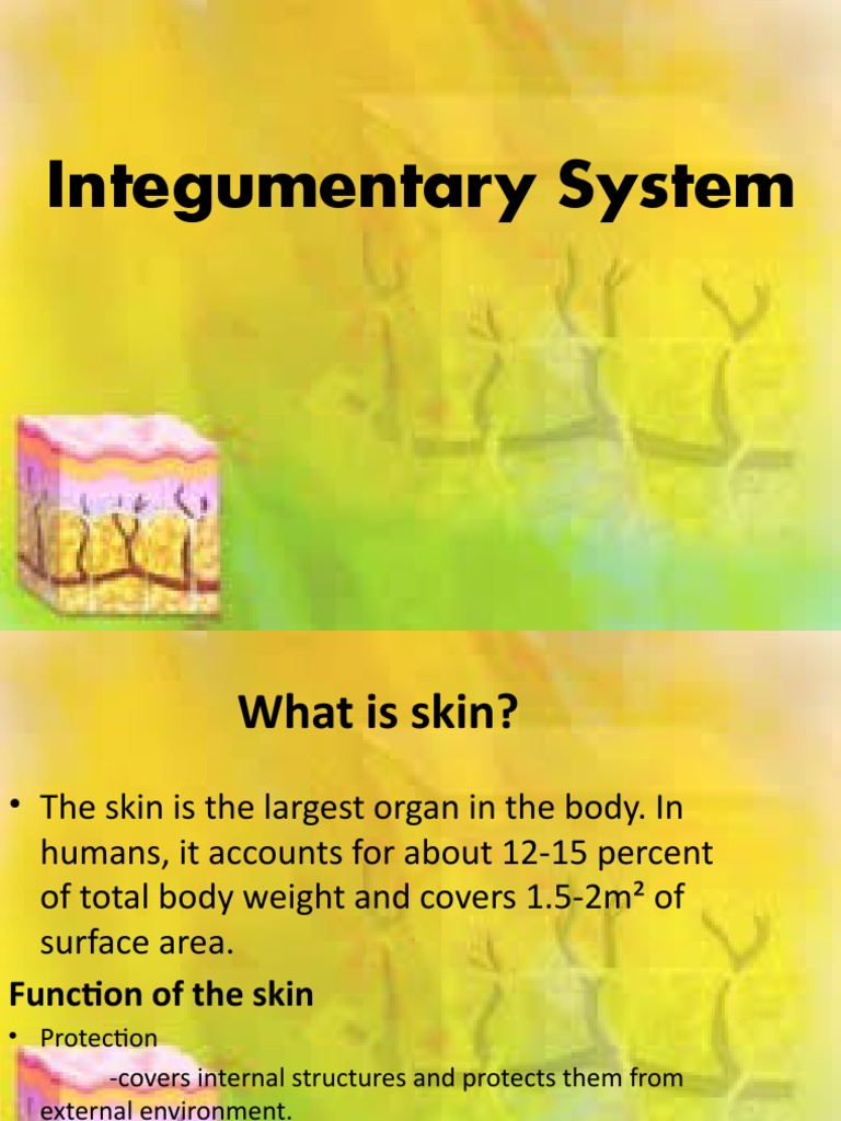 What Is Skin | PDF | Home & Garden | Wellness