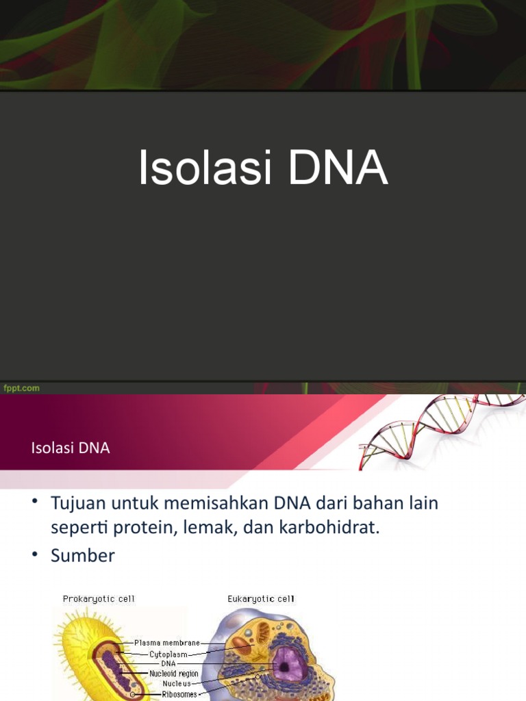 Isolasi DNA | PDF | Sains & Matematika