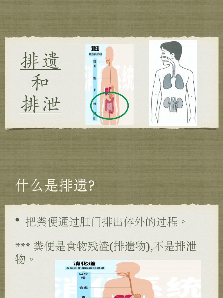 四年级KSSR SEMAKAN- 单元2 人类 | PDF