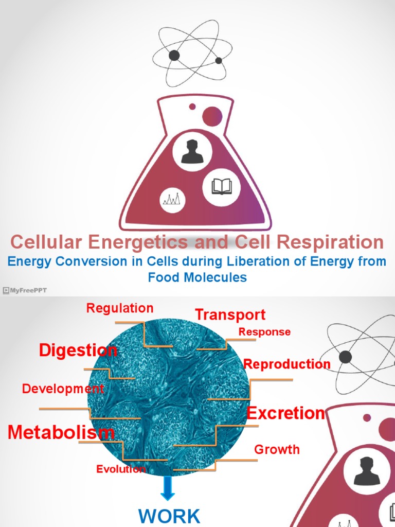 Cellular Energetics and Cell Respiration: Energy Conversion in Cells ...