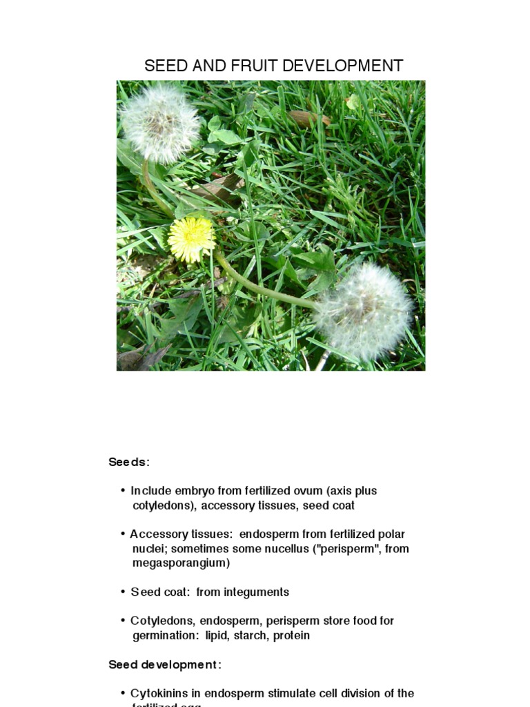 Fruits & Seeds | PDF | Seed | Fruit