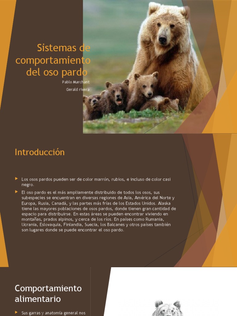 Sistemas de Comportamiento Del Oso Pardo | PDF | Osos | Organismos