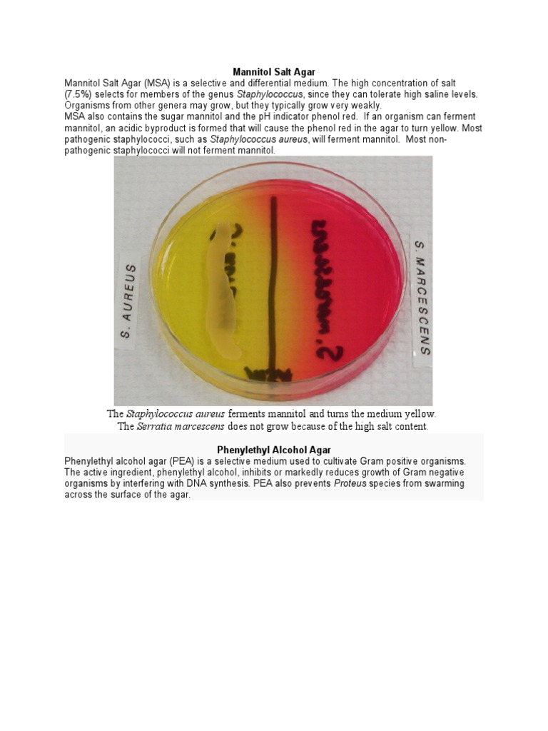 Mannitol Salt Agar | PDF | Chemical Compounds | Chemical Substances
