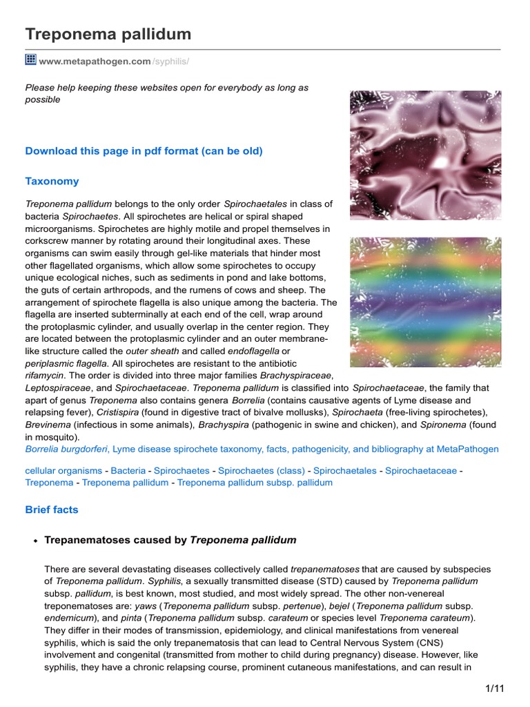 Treponema Pallidum Overview | PDF | Antibody | Immune System