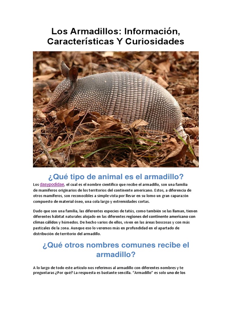 Toda La Información Sobre Los Armadillos (Que Comen, Donde Viven ...