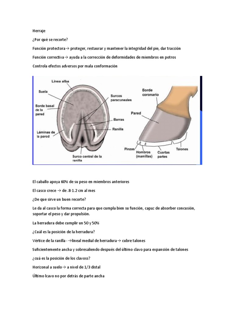 Herraje | PDF | Rodilla | Caballos