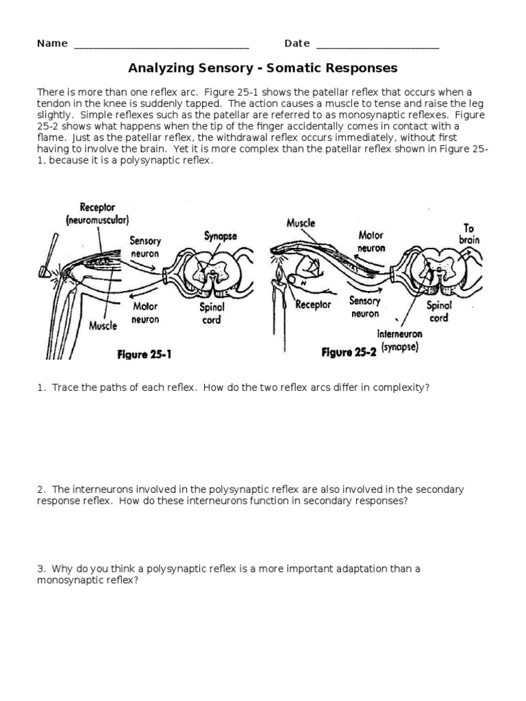 Analzying Sensory Somatic Responces - System Reinforcemnt Worksheet1 ...