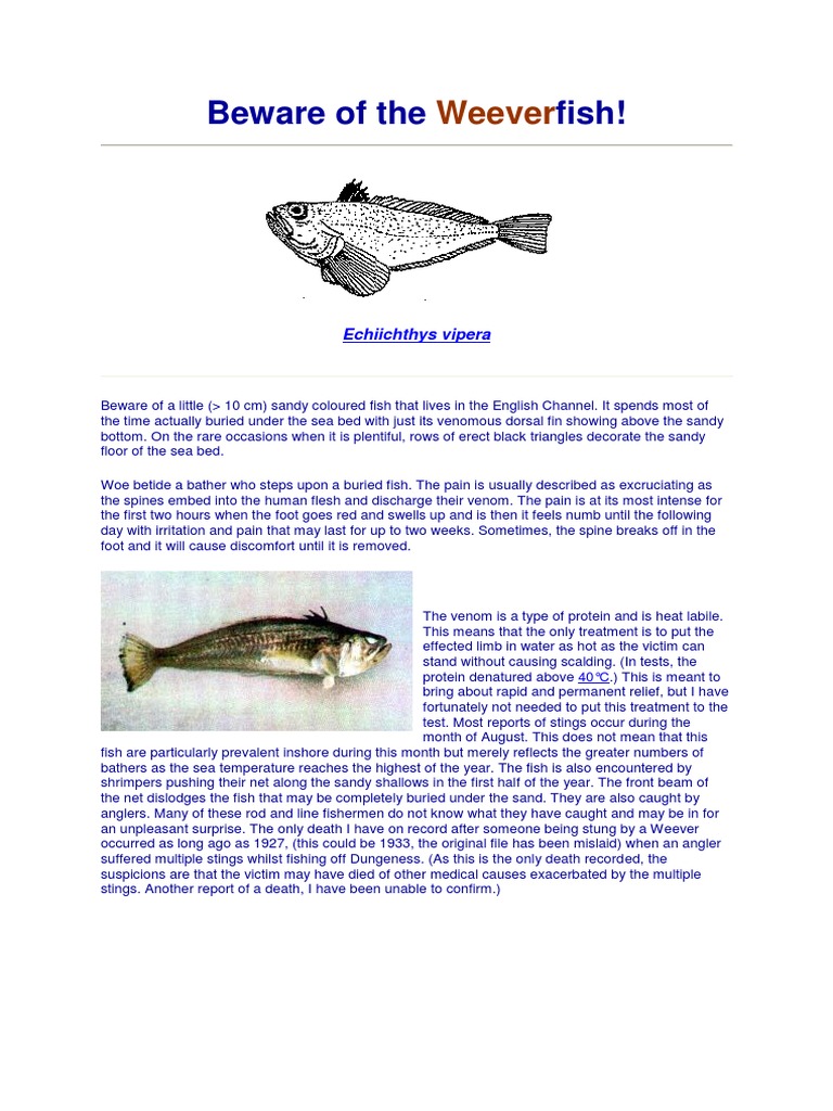 Beware of The Fish!: Weever | PDF | Aquatic Animals | Fish
