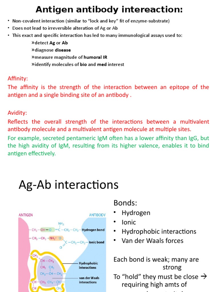 Ag-Ag Interaction | PDF | Antibody | Molecular Biology