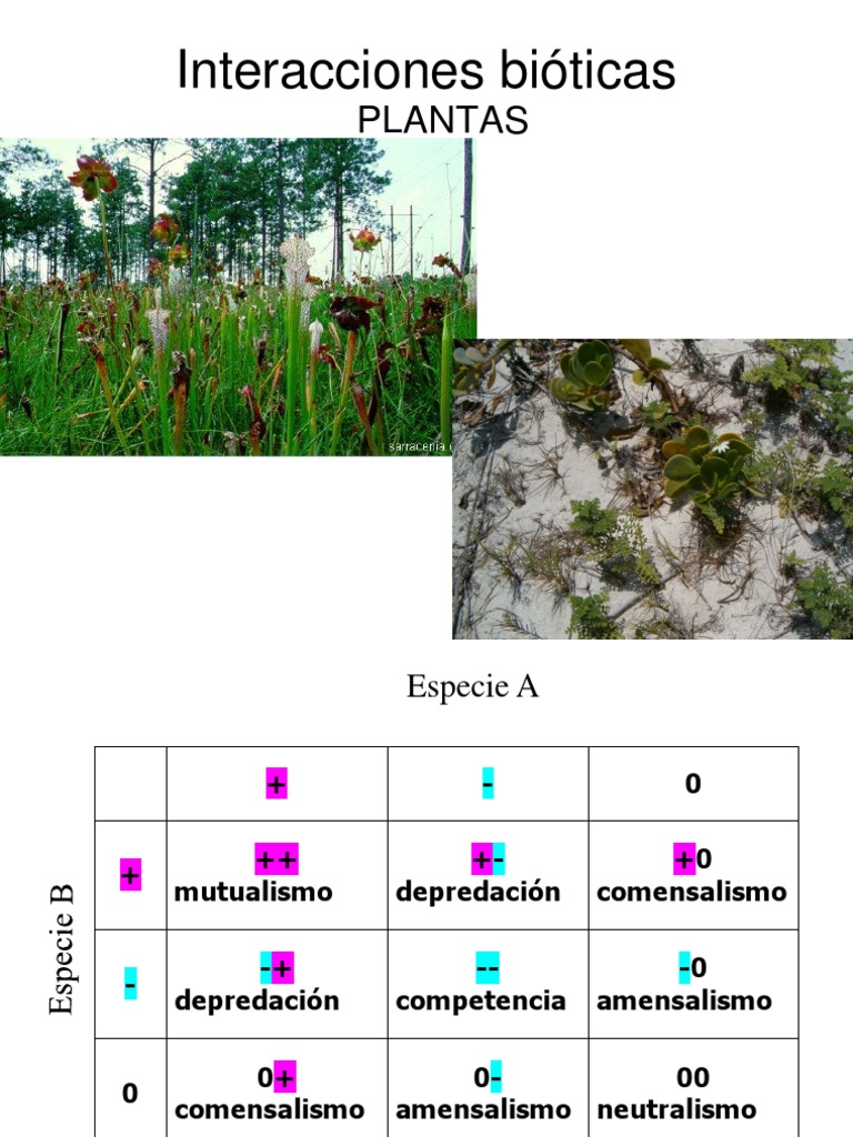 D PLANTAS Interacciones Bióticas | PDF | Biología | Interacciones ...