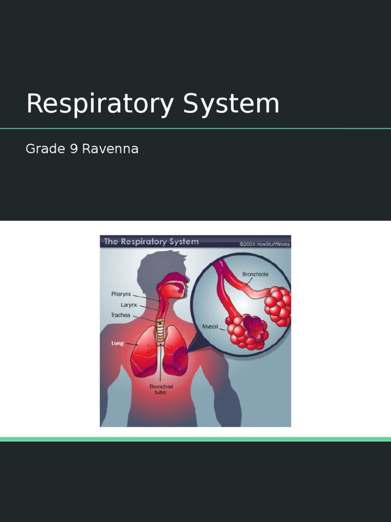 Respiratory System: Grade 9 Ravenna | PDF