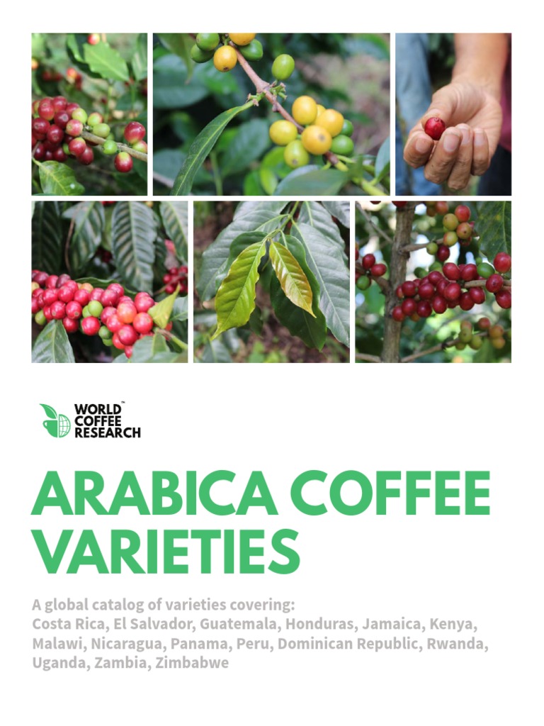Arabica Coffee Varieties Catalog | PDF | Coffee | Hybrid (Biology)