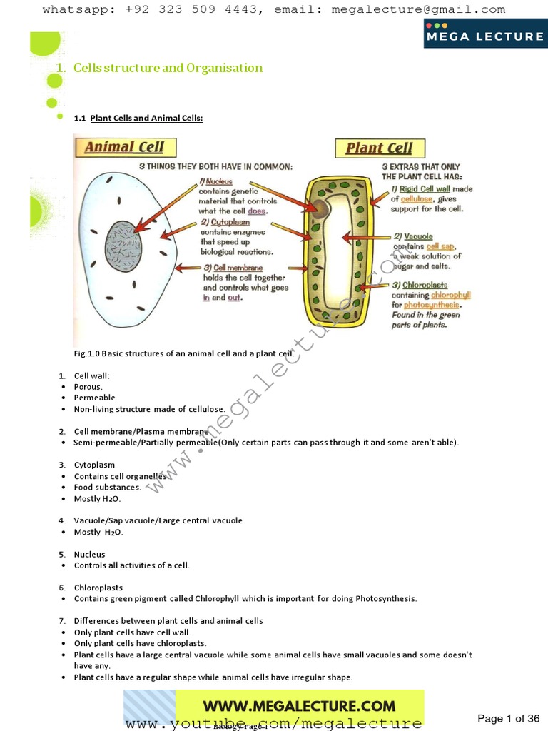 Biology O Level Notes PDF | Download Free PDF | Digestion | Homeostasis