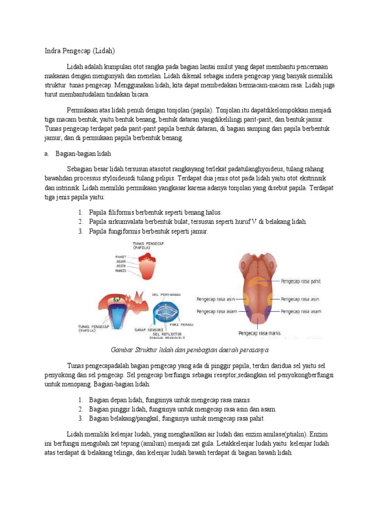 Fungsi dan Struktur Indra Pengecap Lidah | PDF | Seni & Disiplin Bahasa ...